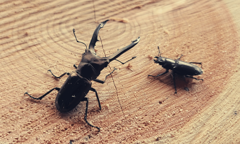 クワガタはかっこいい！国産や海外のおすすめのクワガタをまとめて紹介 | 夜行性-yakosei-